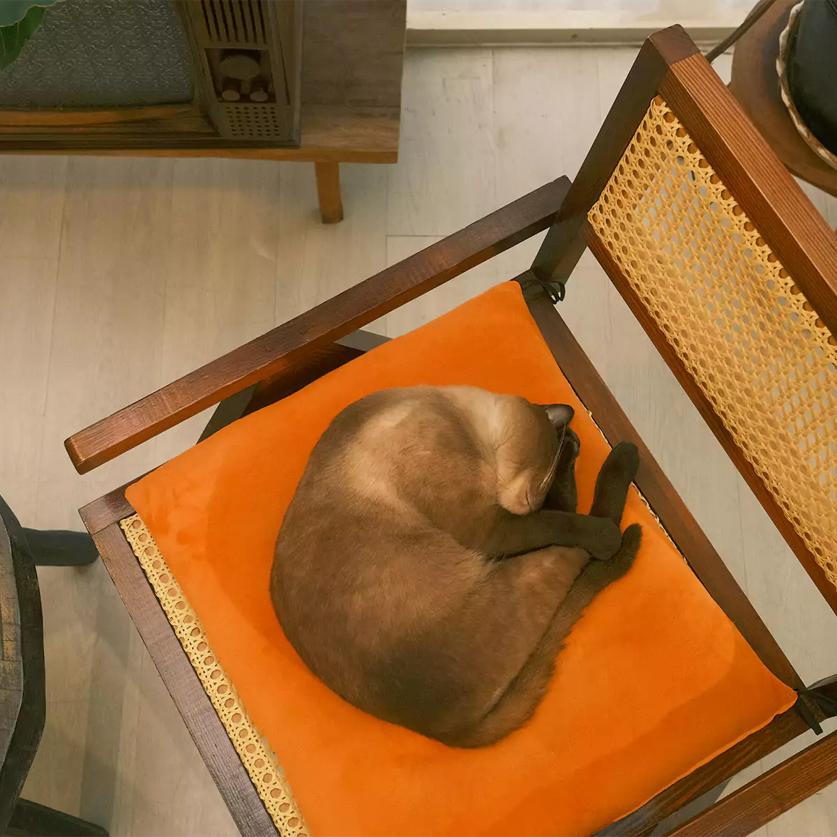 Top 10 Pet-Friendly Dining Chairs Built for Mess and Scratches – Homebaa