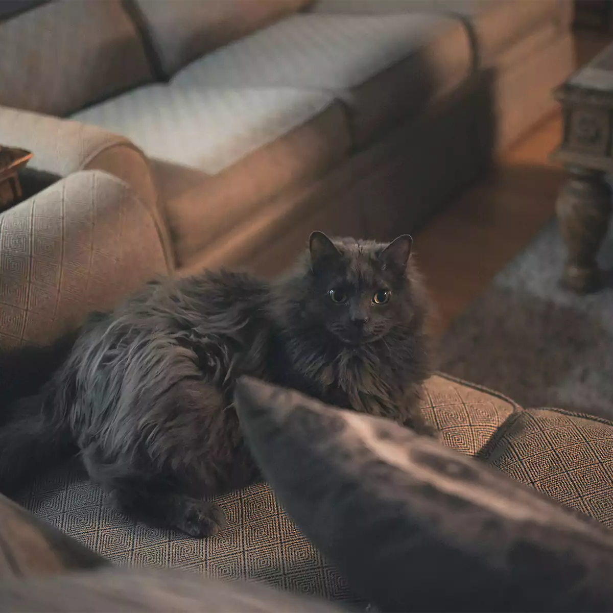 10 Best Cat-Friendly Sofas That Resist Scratches and Stay Stylish – Homebaa